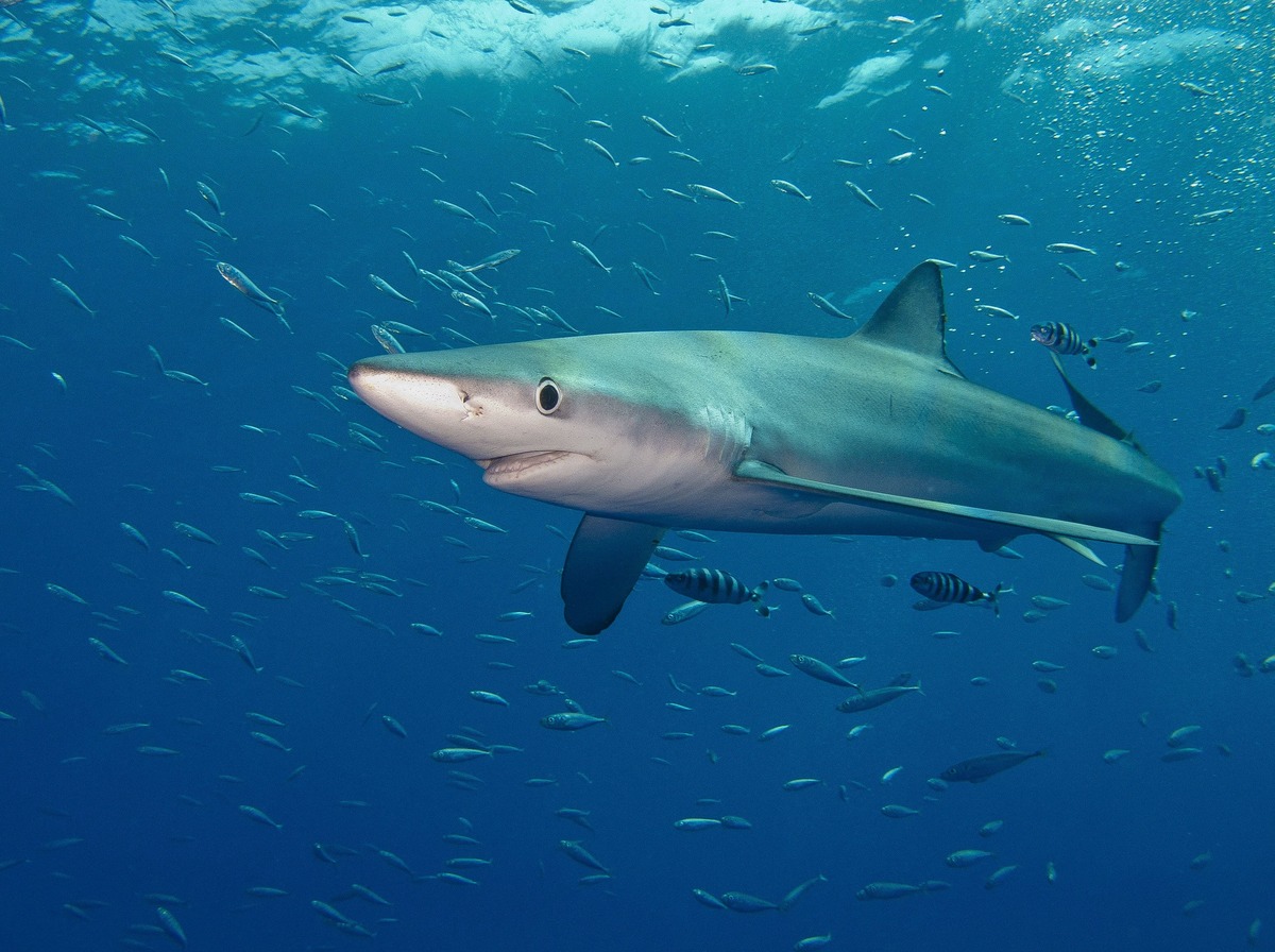 Sharks in Cornwall | Species Wildlife Guide