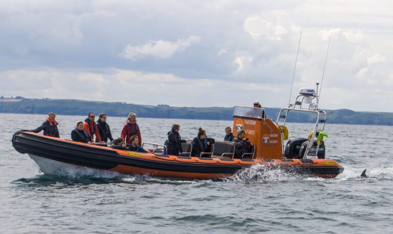 Puffin Conservation: Protecting Cornwall's Iconic Seabirds