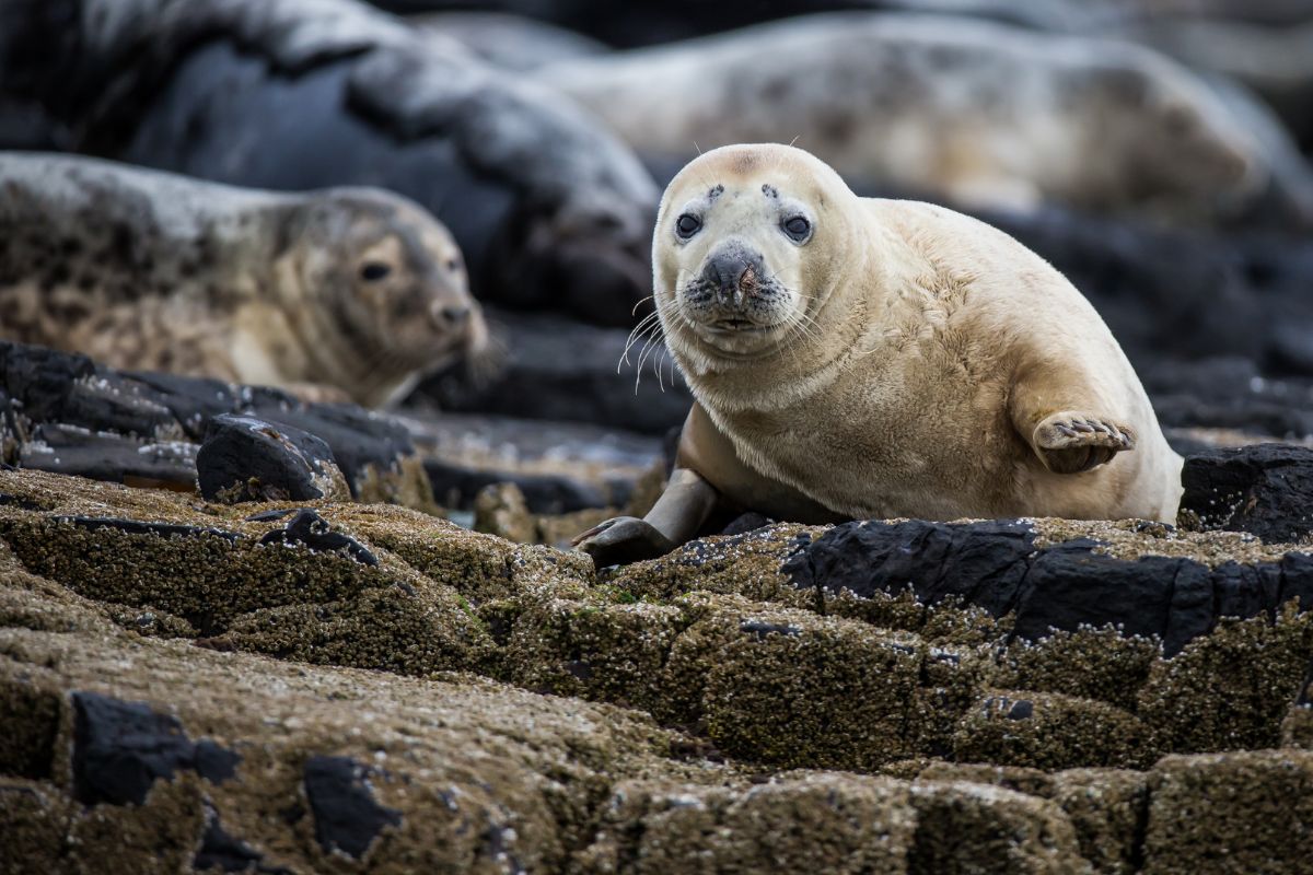 A Guide to Different Species of Seals (and How to Tell Them Apart)