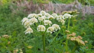 Hemlock Water Dropwort Root: Cornwall's Deadly Beach Discovery