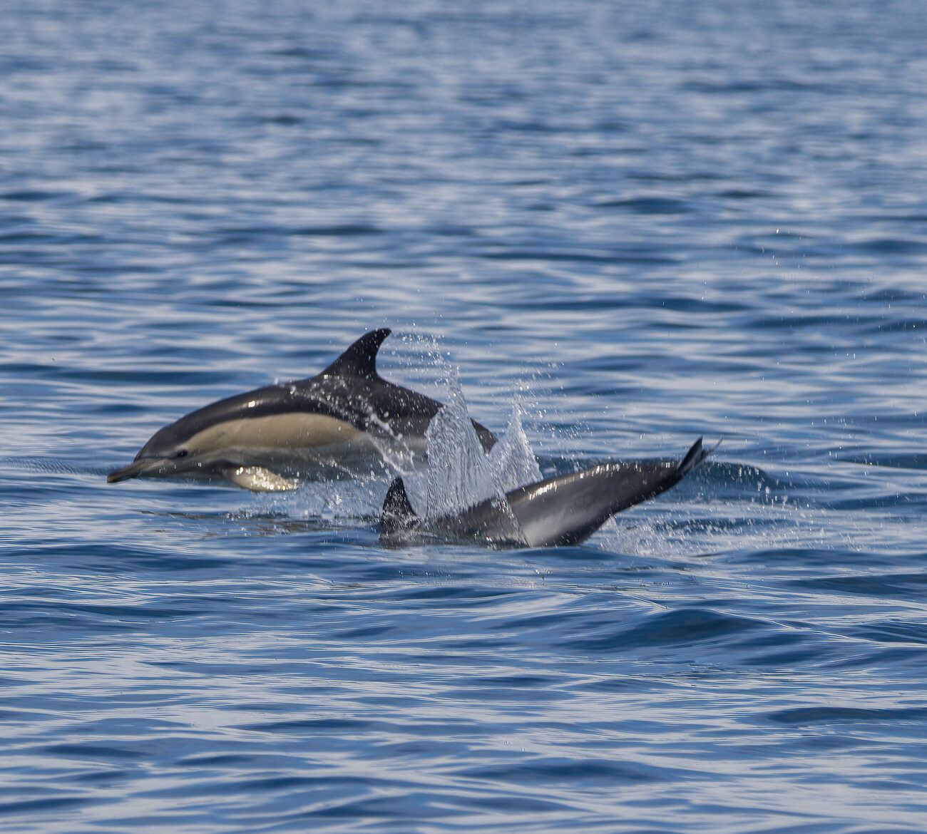 Common Dolphins in Cornwall | Wildlife Species Guide