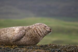 A Guide to Different Species of Seals (and How to Tell Them Apart)