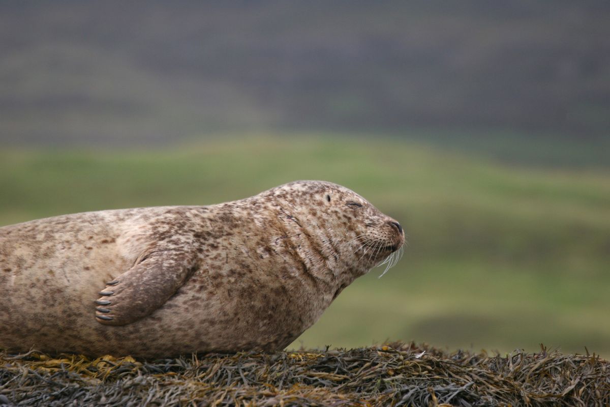 A Guide to Different Species of Seals (and How to Tell Them Apart)