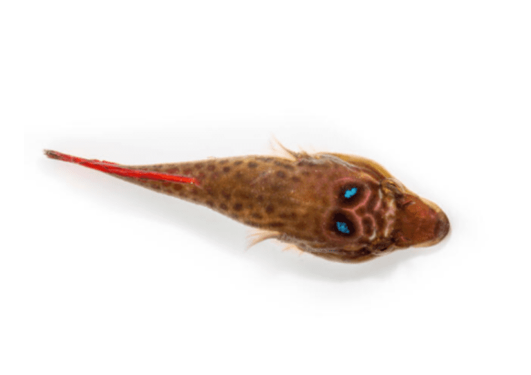 The Cornish Sucker Fish/Clingfish - Padstow Sealife Safaris