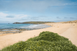 Wildlife Boat Trips in Cornwall: Padstow Sealife Safaris