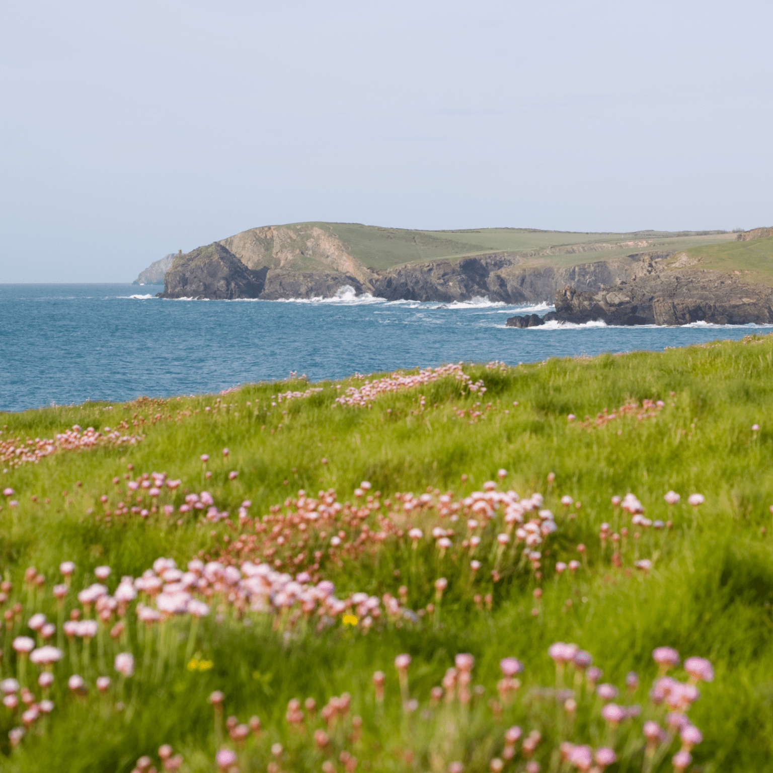 Wildlife Boat Trips in Cornwall: Padstow Sealife Safaris
