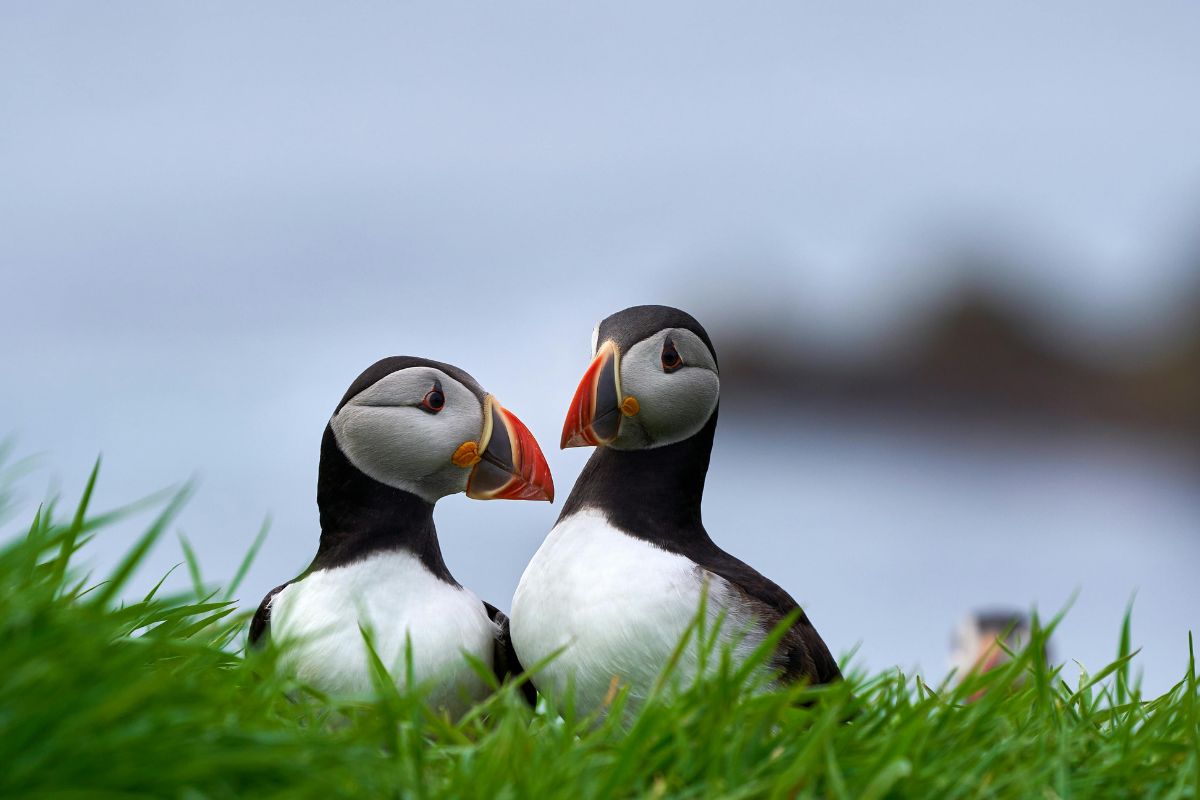 Puffin Conservation: Protecting Cornwall's Iconic Seabirds