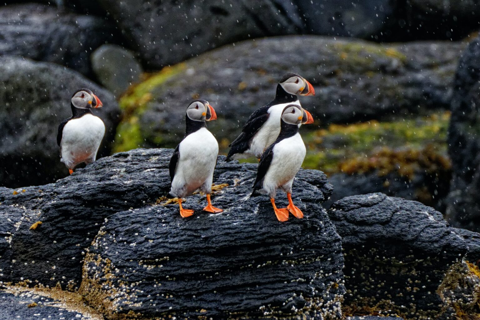 Puffin Season UK: When to See Puffins in the UK