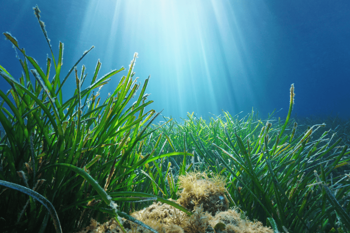 Revealed: Life in Cornwall's Seagrass Bed Ecosystem - Padstow Sealife ...