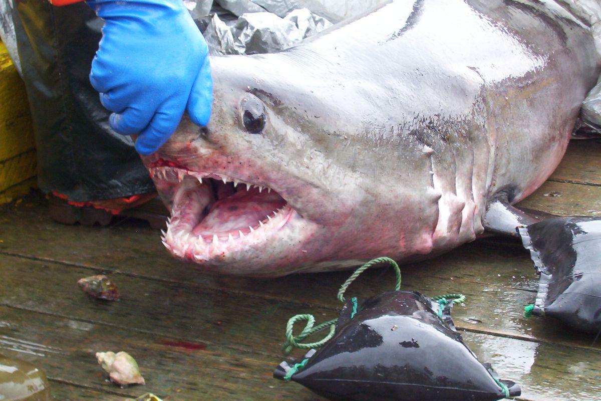 How Many Shark Species Are Endangered? Expert Guide 2025