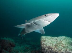 Spurdog Sharks in Cornwall | Species Wildlife Guide