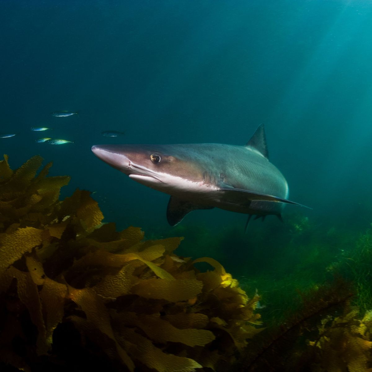 Sharks in Cornwall | Species Wildlife Guide